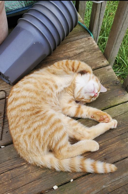 HARTZ Just for Cats Kitty Caster Cat Wand Toy with Catnip, Color Varies ...