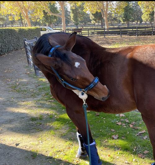 STUBBEN Reflective Horse Stable Halter, Blue, Full - Chewy.com
