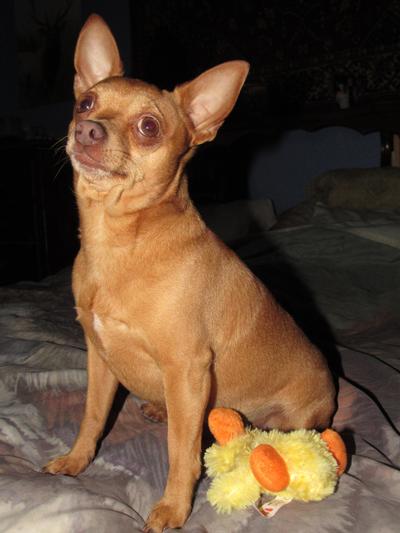 KONG Plush Frog Dog Toy, X-Small - Chewy.com