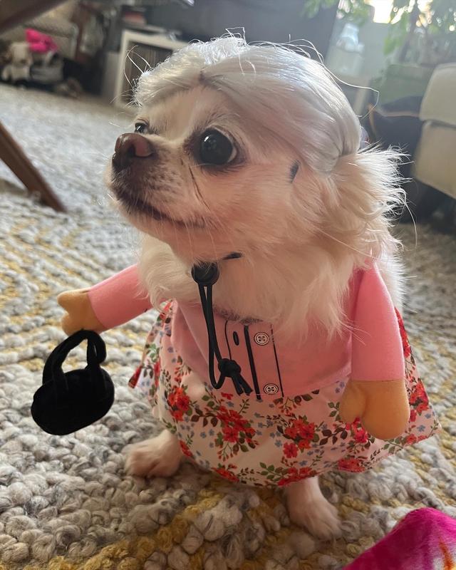 FRISCO Front Walking Granny Dog & Cat Costume, XX-Large - Chewy.com