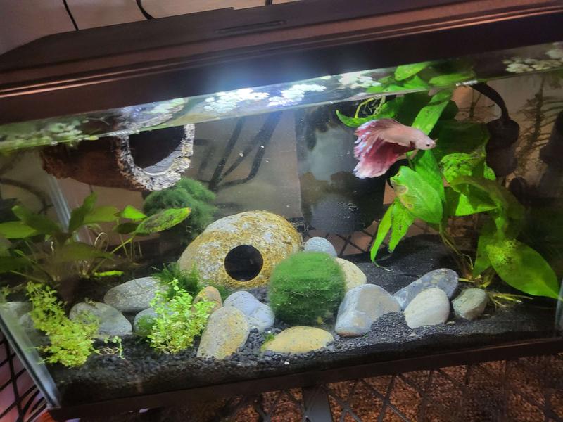 ZOO MED Floating Betta Log - Chewy.com