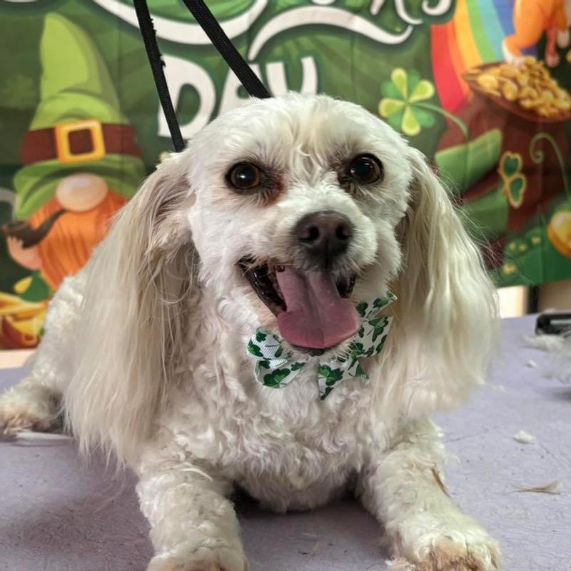 WUFFES Advanced Hip & Joint Supplement with Glucosamine & Chondroitin ...