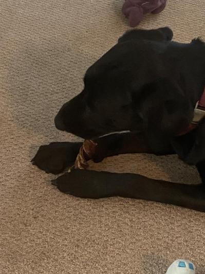 BONES & CHEWS Beef Gullet Springs 7-8" Dog Treats, 3 count - Chewy.com