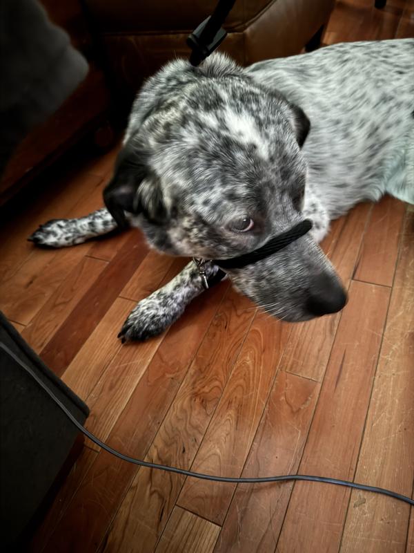 HEATHER'S HEROES The Sidekick Transitional Dog Training Leash, Blue ...