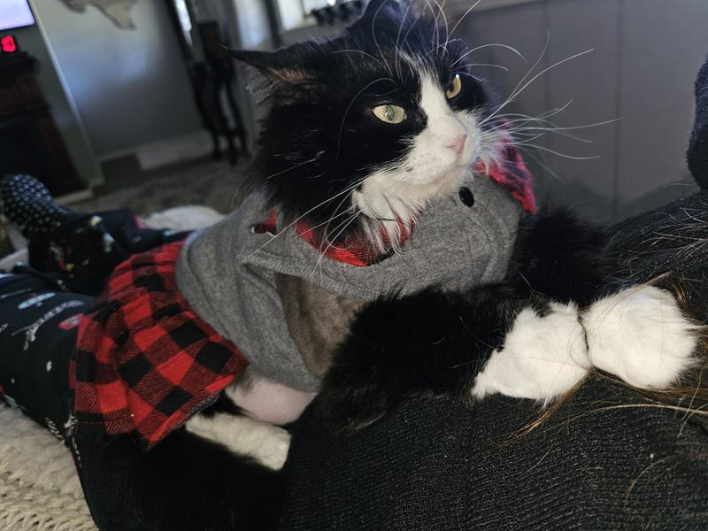 BIXBI Liberty Chicken & Salmon Recipe in Broth Grain-Free Wet Cat Food ...