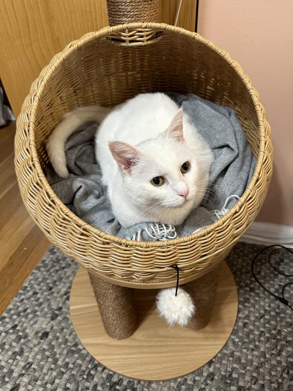 FRISCO Giraffe 51" Wicker Cat Tree & Condo - Chewy.com