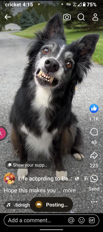 MEDINATURA T-Relief Arnica +12 Homeopathic Medicine for Pain for Cats ...