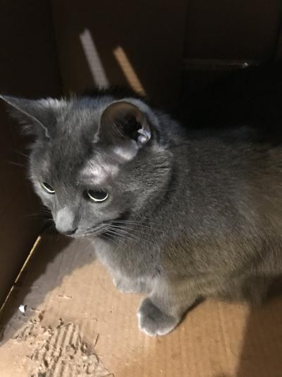 RENAPLUS (Potassium Gluconate) Powder for Dogs & Cats, 4-oz - Chewy.com