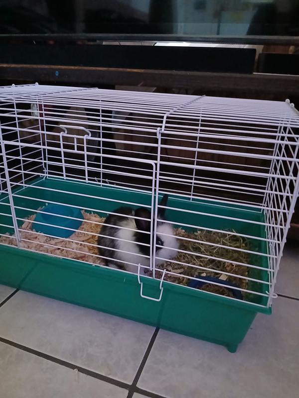 WARE Home Sweet Home Plastic Small Animal Cage, Color Varies, 24-in ...