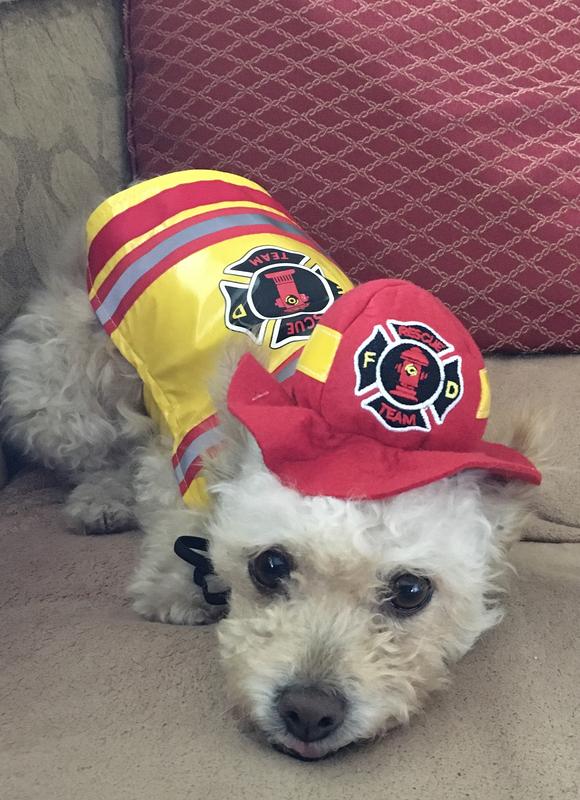 PET KREWE Firefighter Dog Costume, Yellow, X-Large - Chewy.com