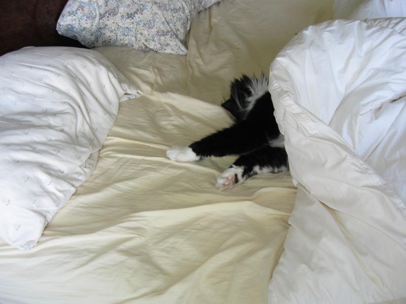 YEOWWW! Catnip Cigar Cat Toy - Chewy.com