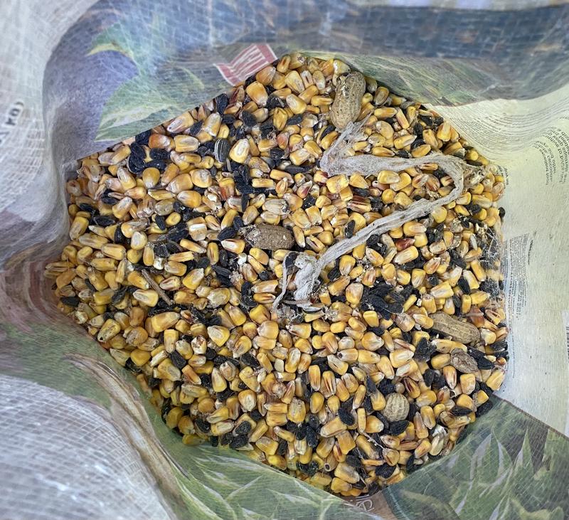 KAYTEE Squirrel & Critter Blend Wild Bird Food, 10-lb bag - Chewy.com