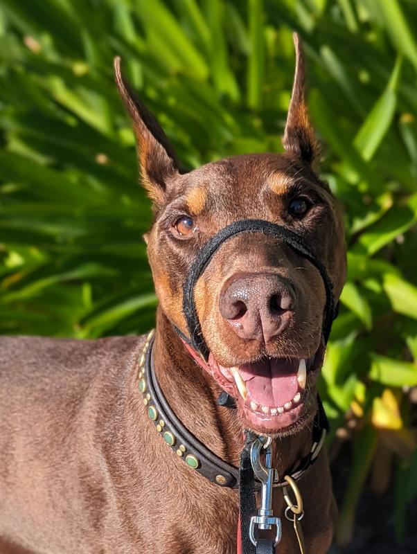 WEST PAW Qwizl Tough Treat Dispensing Dog Chew Toy, Aqua Blue, Small ...