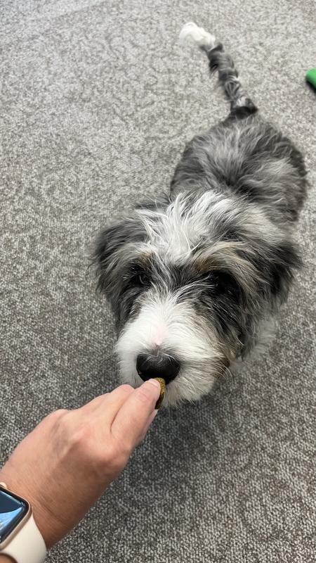 NATURVET Breed Specific Doodle Breeds Supplement for Dogs, 50 count ...