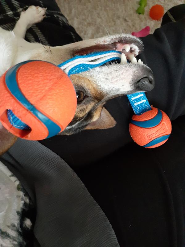 CHUCKIT! Ultra Duo Tug Tough Dog Toy, Medium - Chewy.com