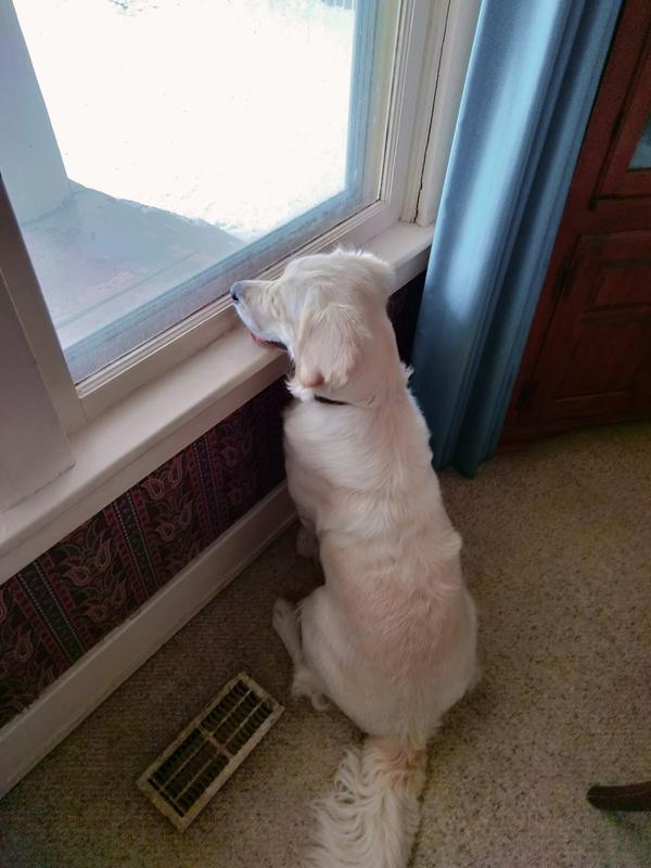 REDBARN Large Bully Coated Bones Dog Treat - Chewy.com