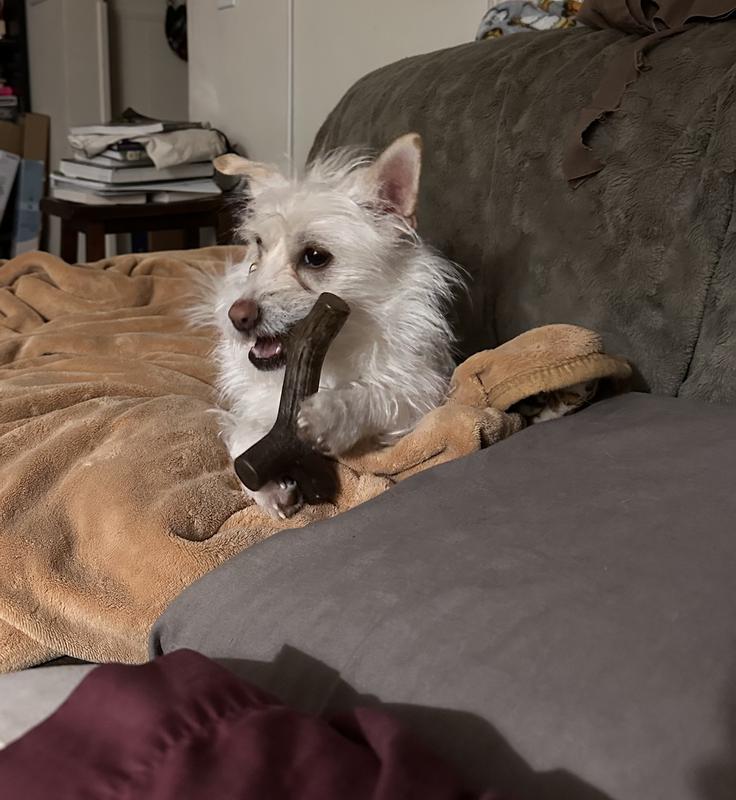 BENEBONE Maplestick Tough Dog Chew Toy, Small - Chewy.com