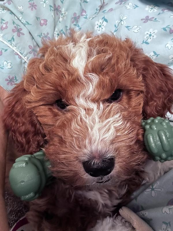 NYLABONE Teething Ring Puppy Chew Toy, Green - Chewy.com