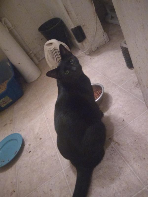 NATURA PETZ ORGANICS Tinkle Tonic Cat Supplement, 90 count - Chewy.com