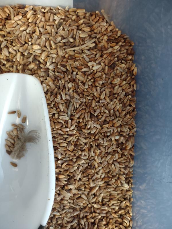LYRIC Golden Safflower Seed Wild Bird Food, 12-lb bag - Chewy.com