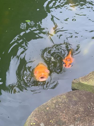 TETRA Pond Spring & Fall Diet Transitional Fish Food, 1.72-lb bag ...