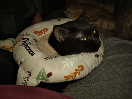 TOUCHCAT Ringlet Licking & Scratching Adjustable Pillow Cat Neck ...