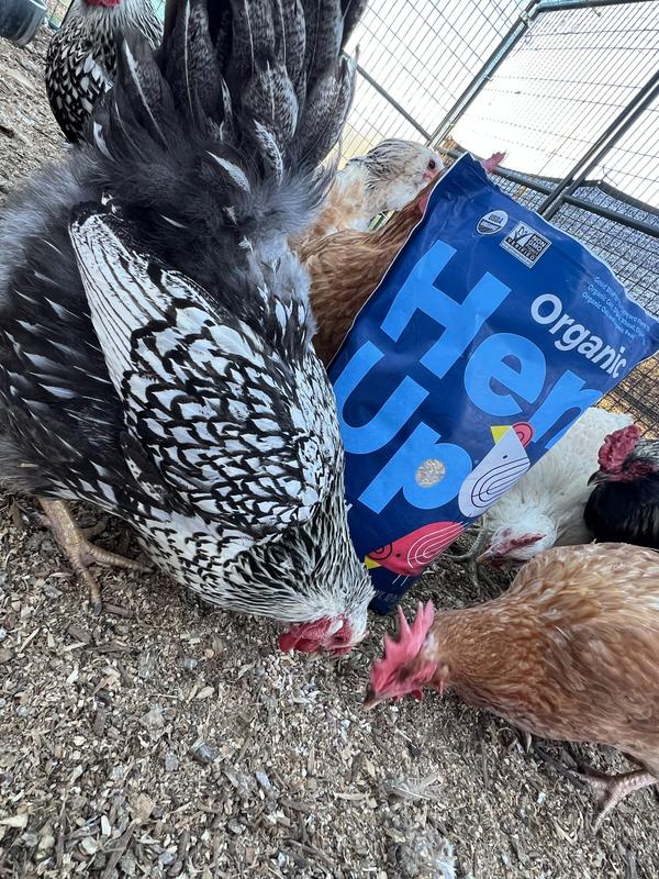 HEN UP Scratch Grains Organic Non-GMO 10% Protein Chicken Feed, 25-lb ...