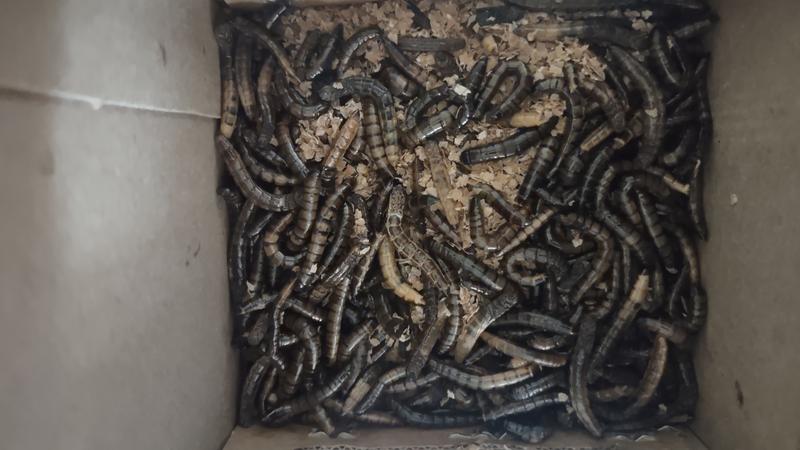 MACK'S NATURAL REPTILE FOOD Large Superworms Live Feed Reptile Food, 50 count - Chewy.com