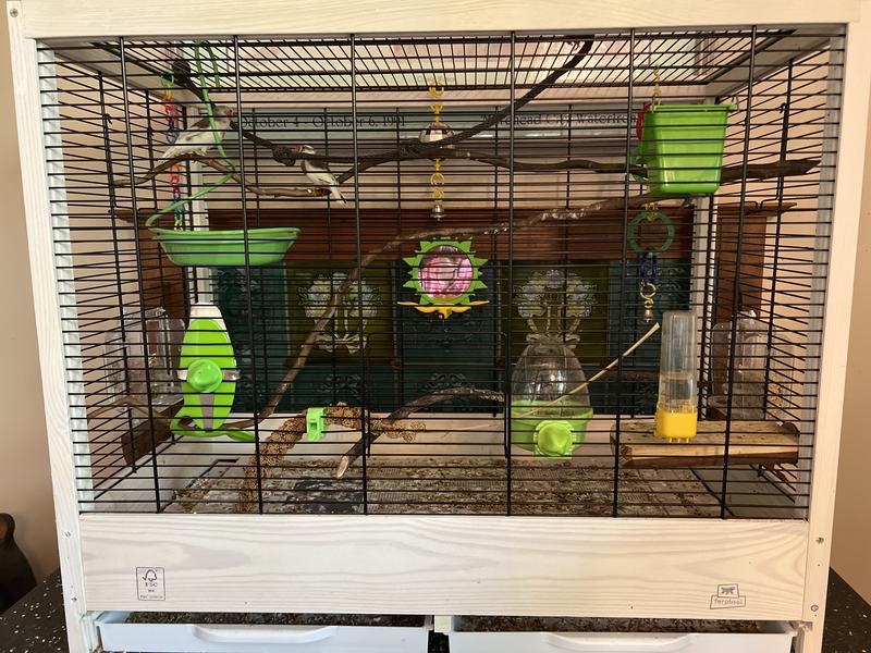 FERPLAST Giulietta 5 Wooden Canary & Finch Bird Cage - Chewy.com