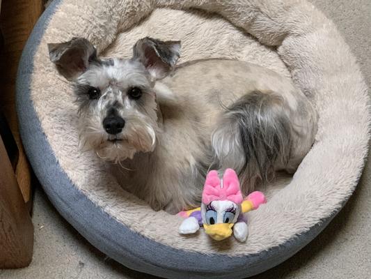 DISNEY Daisy Duck Plush Squeaky Dog Toy, Medium - Chewy.com