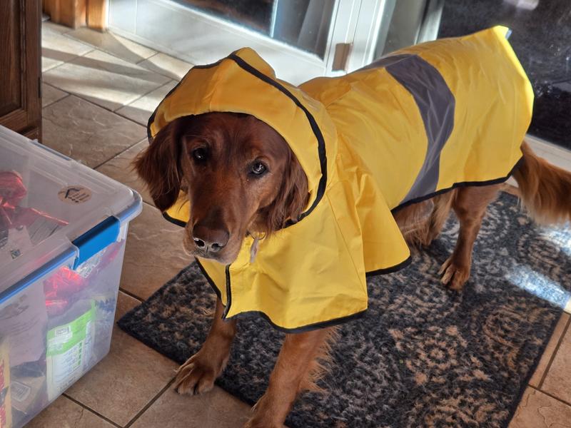 FRISCO Lightweight Rainy Days Dog Raincoat, Yellow, Medium - Chewy.com