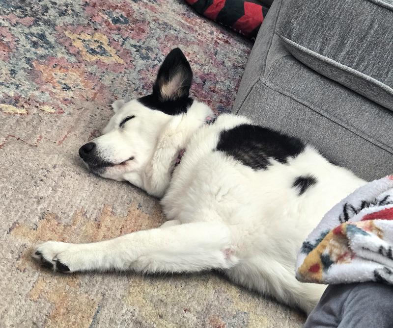 CHUCKIT! Super Crunch Ball, Blue, 2 count - Chewy.com