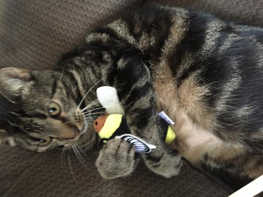 MEOWIJUANA Refillable Get Buzzed Catnip Bee Cat Toy - Chewy.com