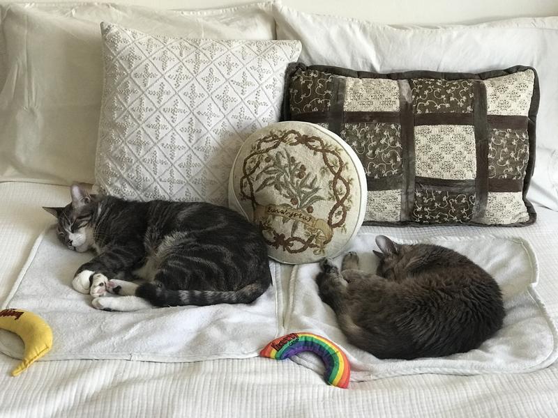 MIRATAZ (mirtazapine transdermal ointment) for Cats, 5-g tube - Easy ...