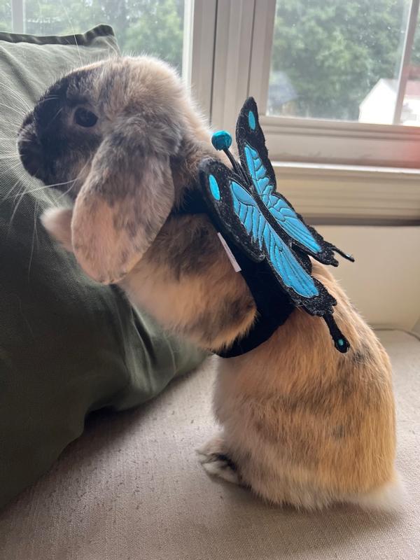 FRISCO Small Pet Butterfly Wings - Chewy.com