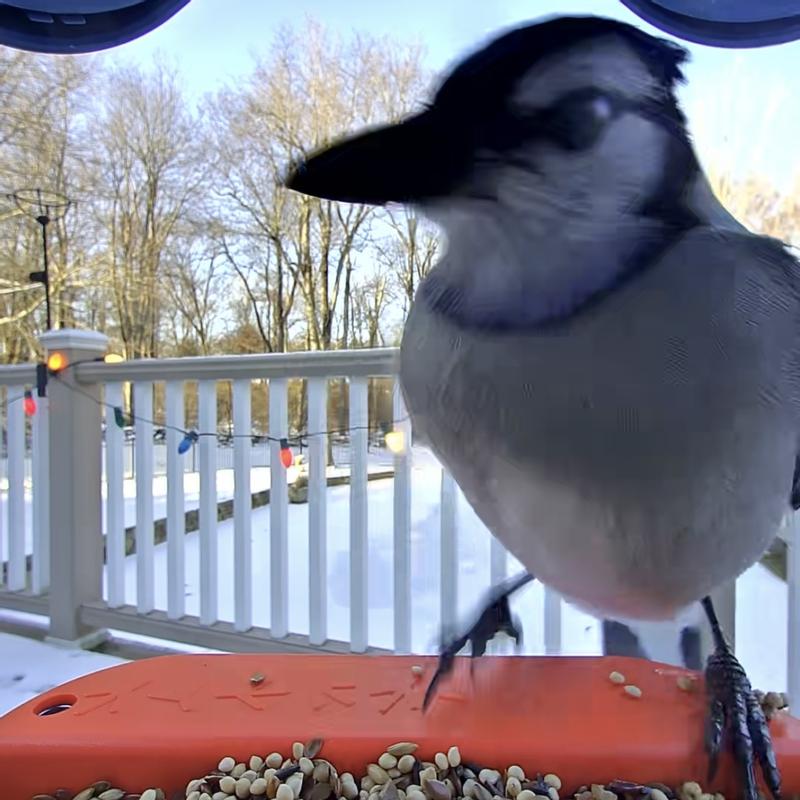 BIRD BUDDY PRO Solar Smart Bird Feeder, Blue - Chewy.com