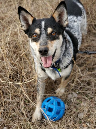 JW PET Hol-ee Roller X Extreme Dog Toy - Chewy.com