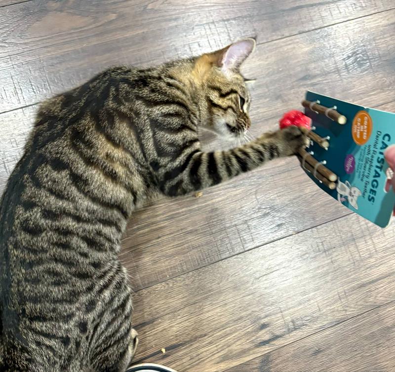 CATSTAGES Dental Raspberry Teether Cat & Kitten Plush Toy with ...