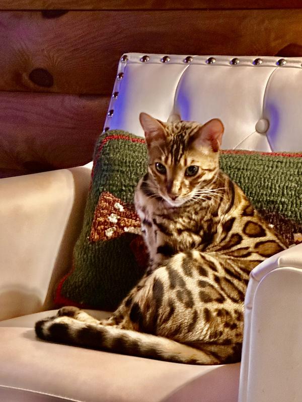 FLUOXETINE HCL COMPOUNDED Transdermal for Cats, 8-mg/0.1 mL, 3 mL, 2 ...