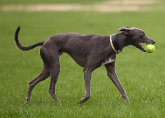 Discontinued - DOTT Smart Dog & Cat Tag Tracker, Golden - Chewy.com