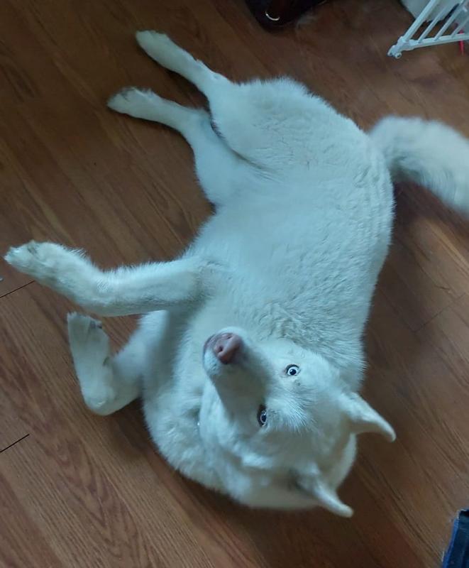 INSTINCT Raw Boost Mixers Tranquility Recipe Calming Grain-Free Freeze ...