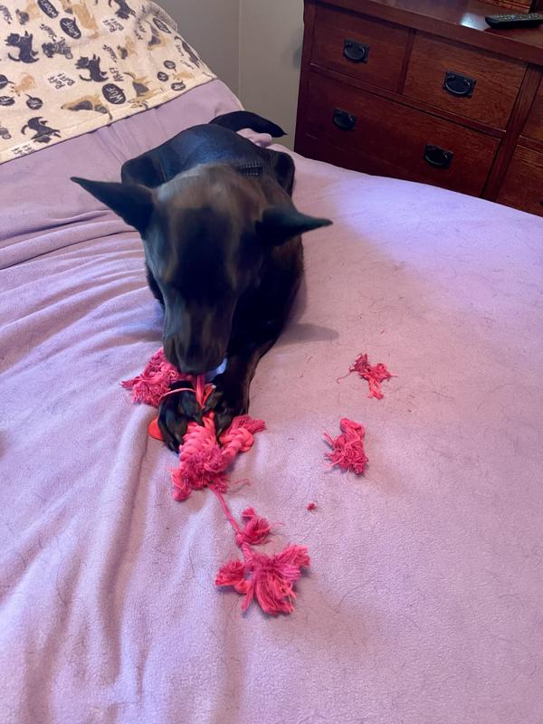 MULTIPET Loofa with Rope Body Squeaky Ropes Tug Dog Toy, Assorted, 10.5 ...