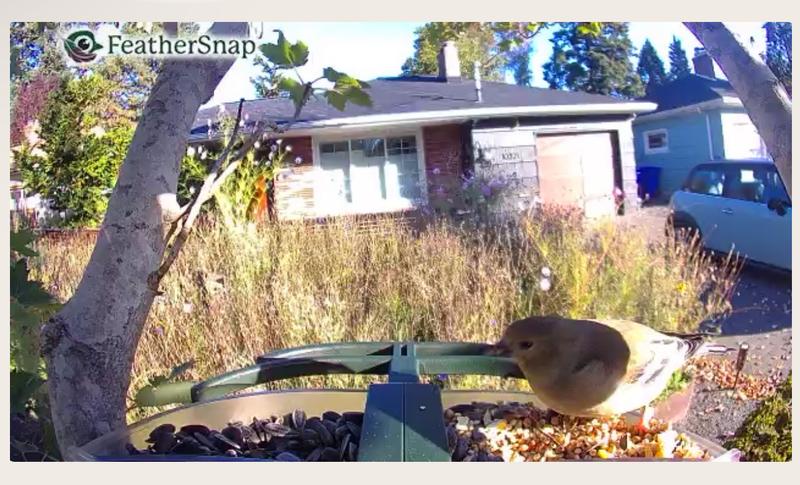 FEATHERSNAP Scout Wi-Fi Solar Powered Camera Smart Bird Feeder, Clear ...