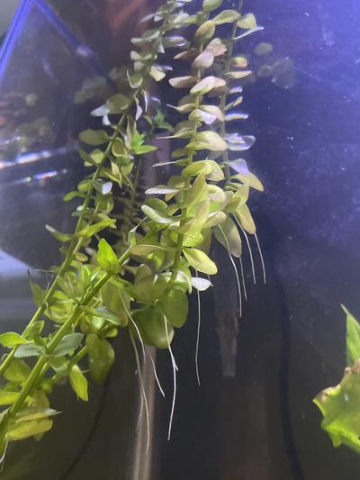 API Leaf Zone Freshwater Aquarium Plant Fertilizer, 8-oz bottle - Chewy.com