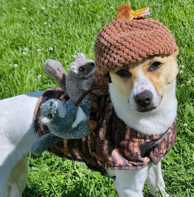 FRISCO Squirrels & Nuts Ride-On Dog Costume, Medium - Chewy.com