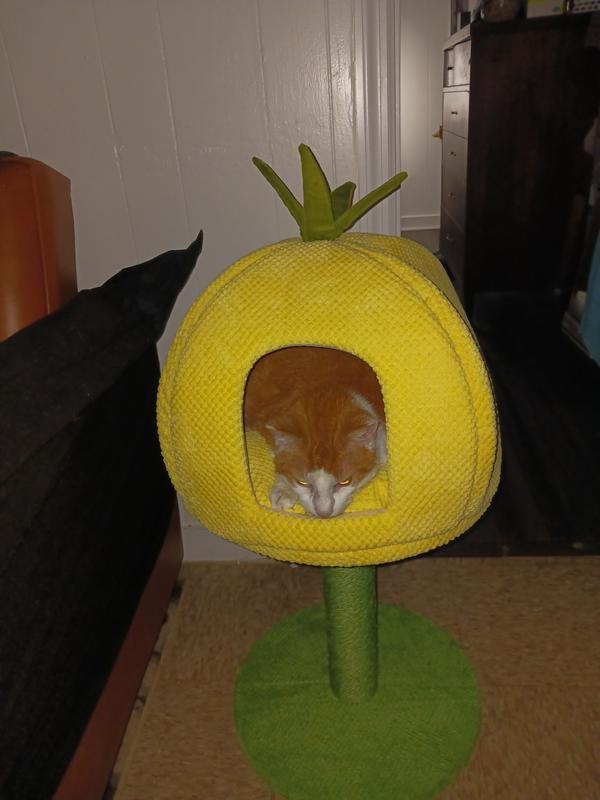 FRISCO Pineapple 33.5" Plush Cat scratching Post and Condo - Chewy.com