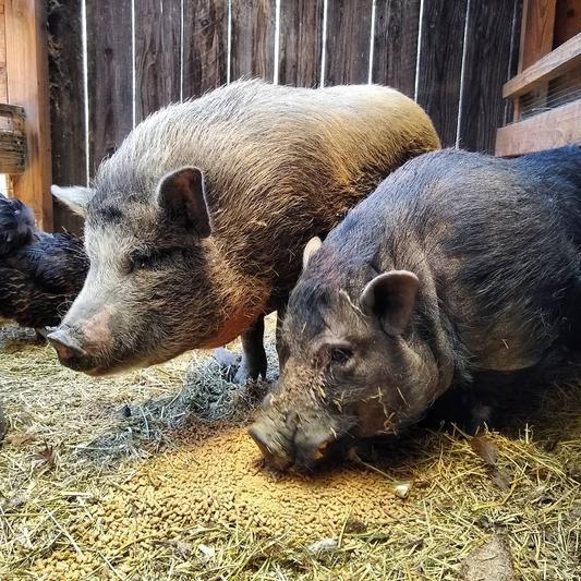 KRUSE'S PERFECTION BRAND Pellet Mini Pig Food, 50-lb bag - Chewy.com