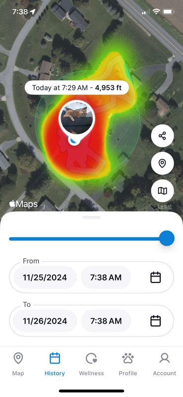 TRACTIVE Cat Mini GPS Tracker & Activity Monitor, Black - Chewy.com