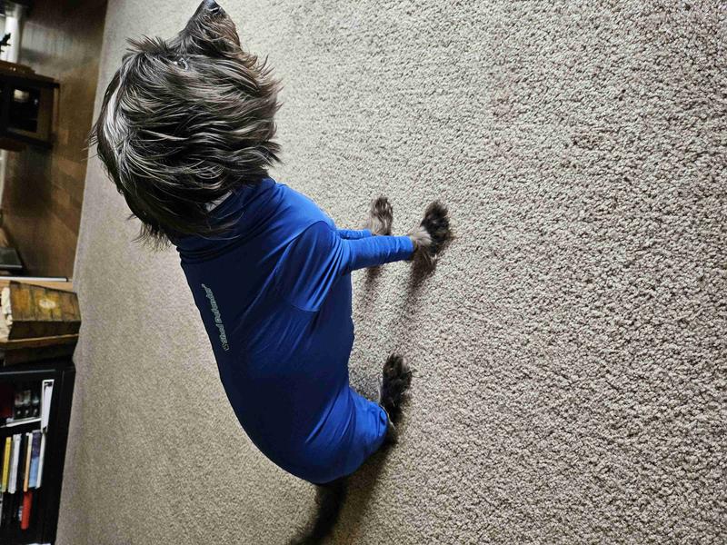 SHED DEFENDER Original Dog Onesie, Royal Blue, Large - Chewy.com