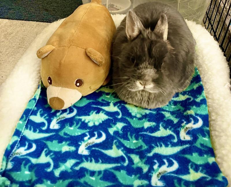 VITAKRAFT Crunchy Alfalfa Nibble Rings Rabbit, Guinea Pig, Hamster ...